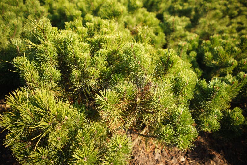 Brightly Green Prickly Branches of Pine Stock Photo - Image of fresh ...