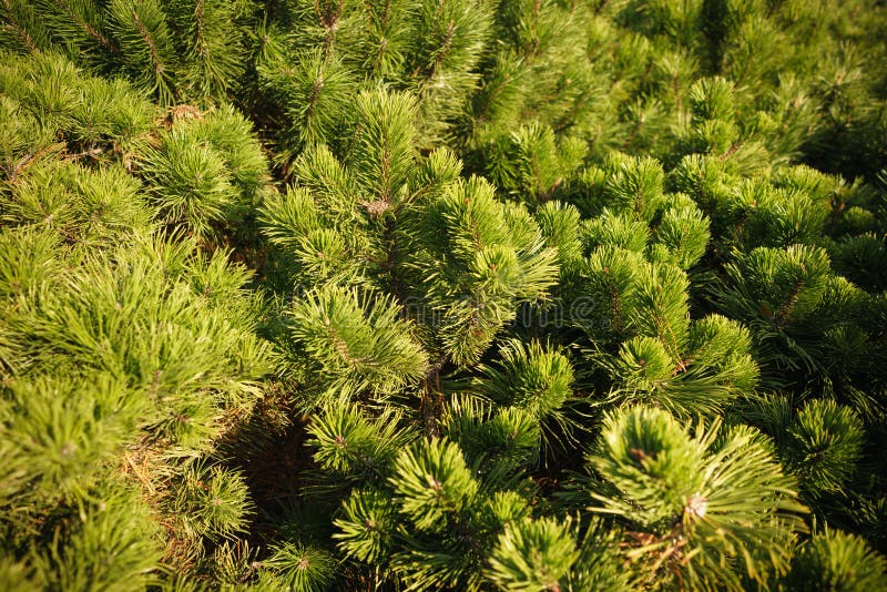 Brightly Green Prickly Branches of Pine Stock Image - Image of ...