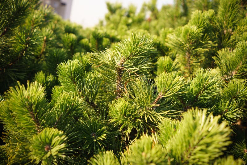 Brightly Green Prickly Branches of Pine Stock Photo - Image of ...