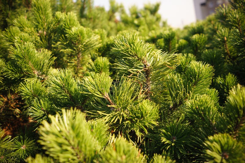 Brightly Green Prickly Branches of Pine Stock Photo - Image of fresh ...
