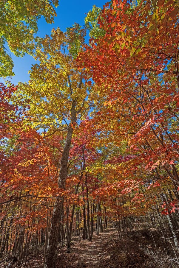 Brightly Lit Colors on a Forest Trail Stock Photo - Image of pretty ...
