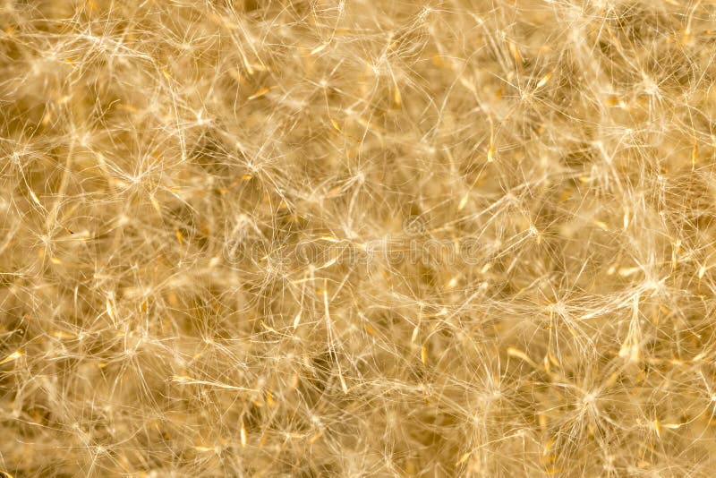 Cattail with Seeds Exploding in Early Spring Stock Photo - Image of ...