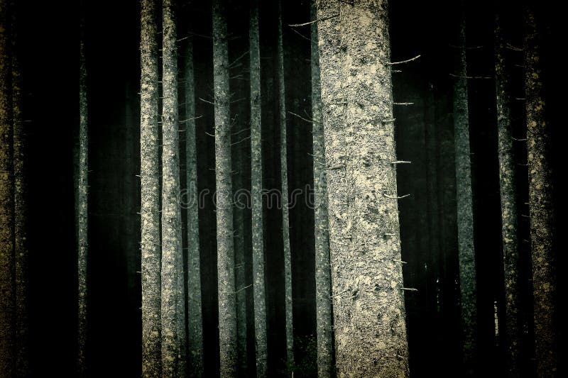 65+ Brightly forest lit Free Stock Photos - StockFreeImages