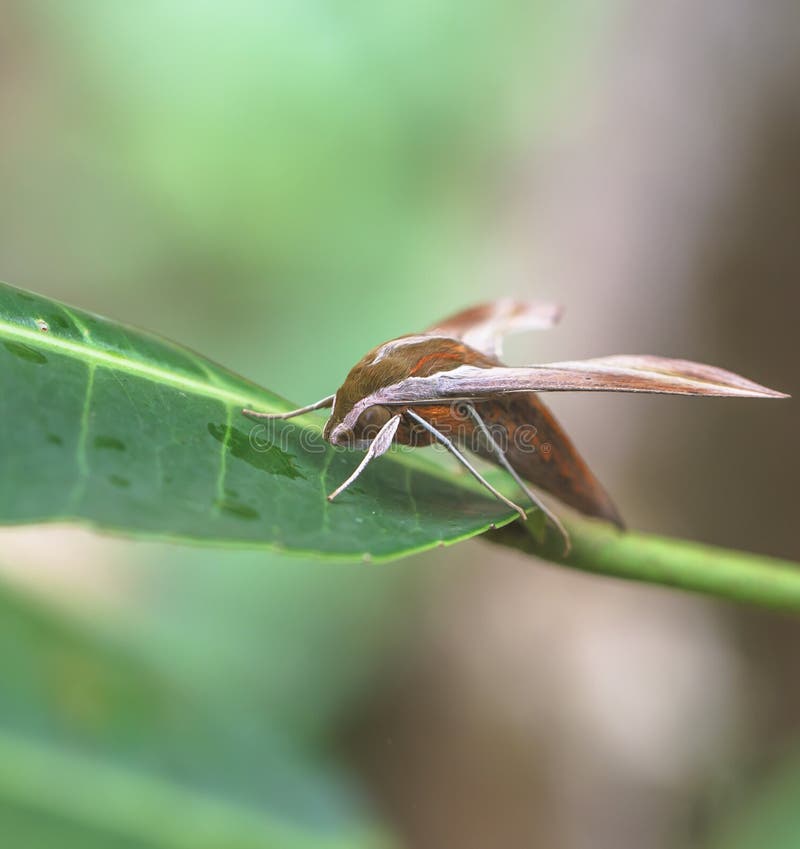 Brightly moths insects stock image. Image of beautiful - 34867301
