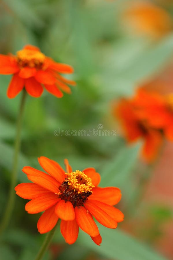 Brightly Orange Flowers stock photo. Image of bloom, brightly - 5163610