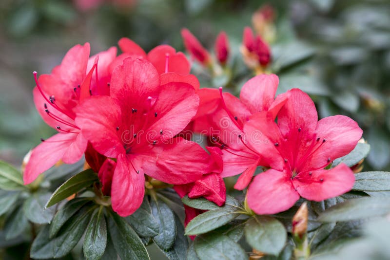 Brightly Red Azalea Flowers Close-up. Stock Photo - Image of detail ...