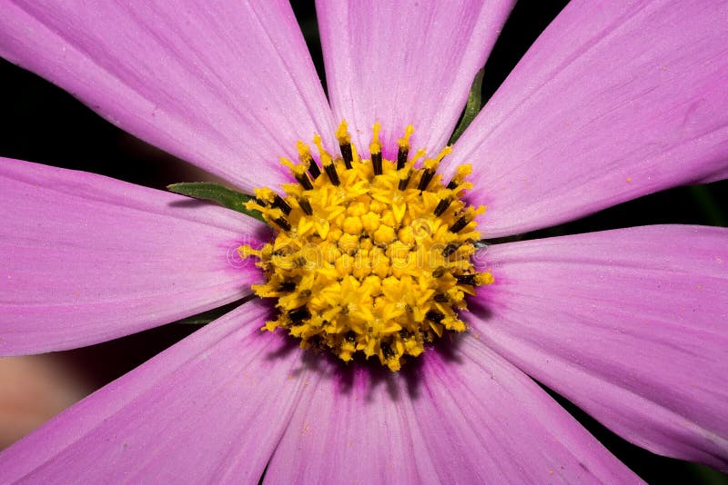 Brightly Violet Flower with Long Petals, Like a Daisy. on a Dark ...