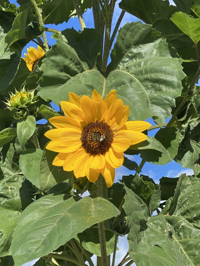 Summer Sunflowers in the Wind Stock Photo - Image of flowers, adventure ...