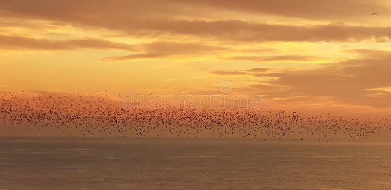 Brighton Birds Sunset Sea Orange Stock Photo - Image of birds, sunset ...