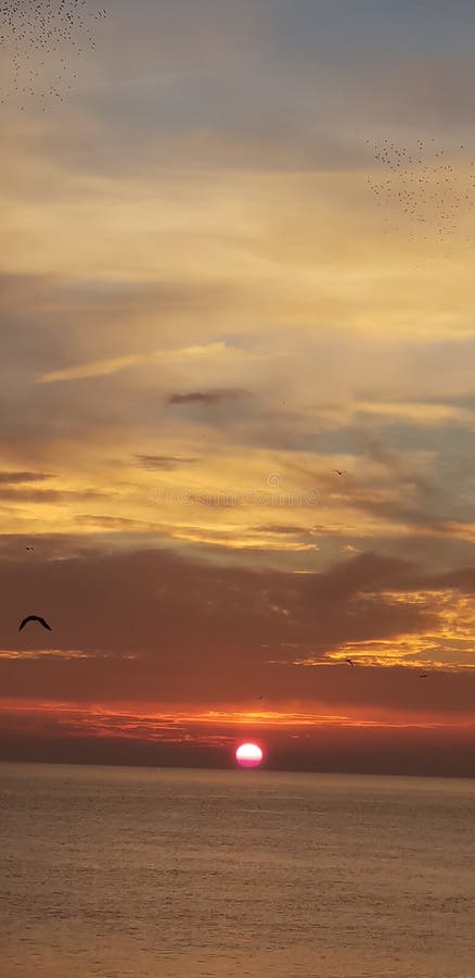 Brighton Birds Sunset Sea Orange Stock Photo - Image of birds, sunset ...