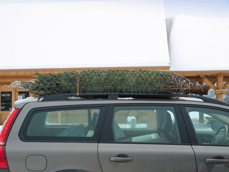 Brigning Home the Christmas Tree Side View Stock Image - Image of ...