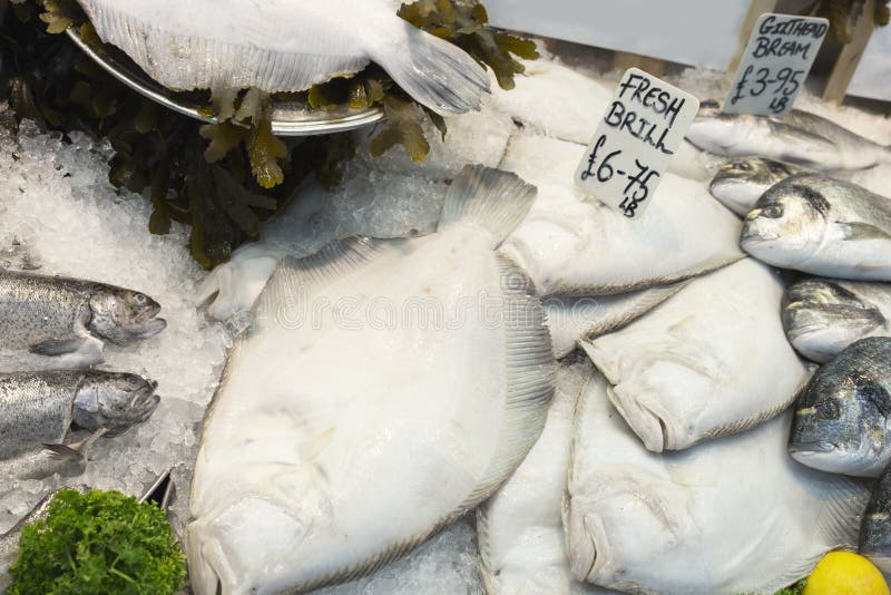 Brill fish on ice stock photo. Image of eating, seafood - 73000982