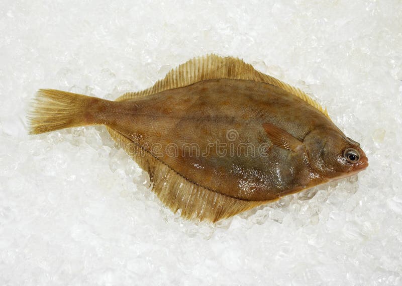 227 Brill Fish Stock Photos - Free & Royalty-Free Stock Photos from ...