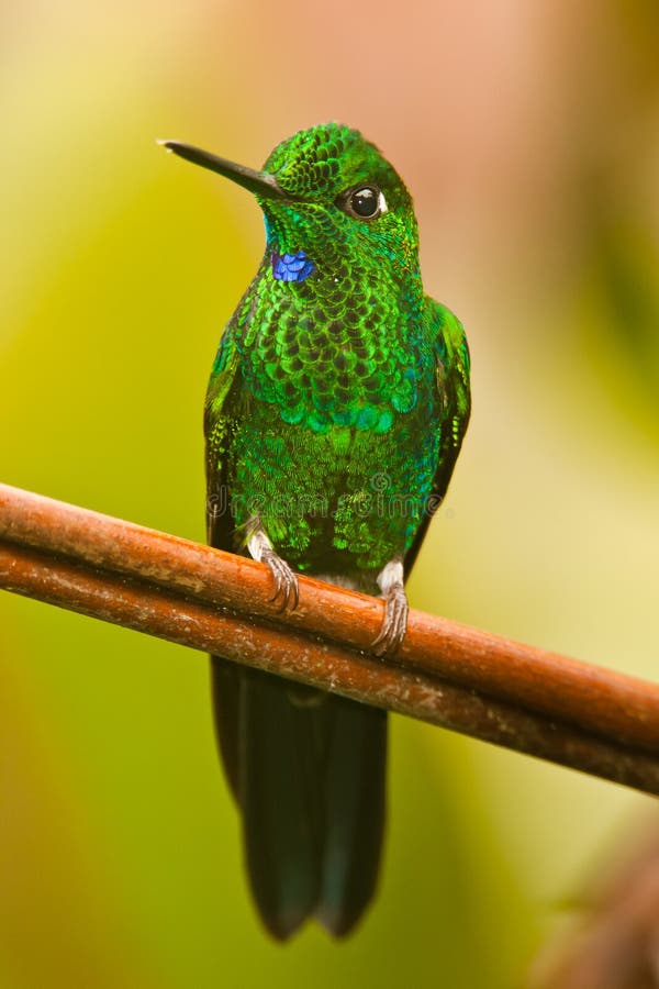 El Colibrí Brillante Verde-coronado Imagen de archivo - Imagen de ...