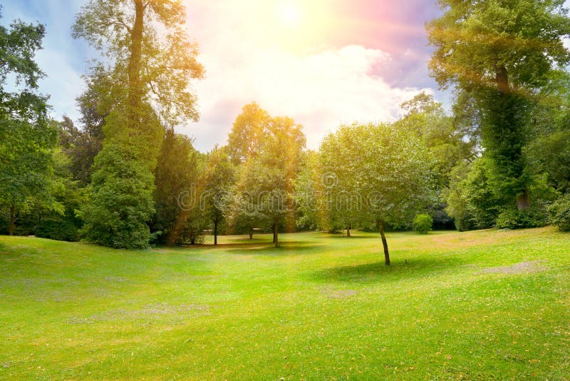 Día Soleado Brillante En Parque Los Rayos De Sun Iluminan La Hierba ...