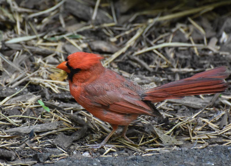 Brillian Red Colored Cardinal Bird Standing on the Ground Stock Photo ...