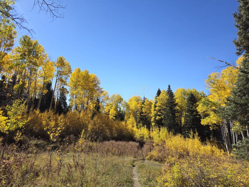 Brilliant Aspen Colors in the Fall Stock Photo - Image of colors, aspen ...