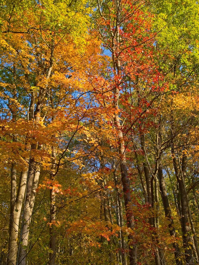 Delaware River stock image. Image of area, scenic, lush - 39070123