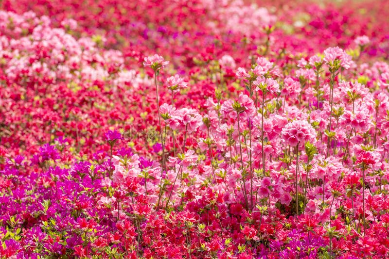 Field of azalea flowers stock image. Image of garden - 18838913