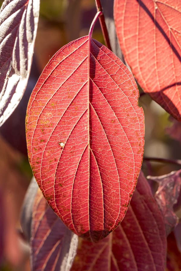 Brilliant Backlit Long Red Fall Leaves with Dark Veins Stock Image ...