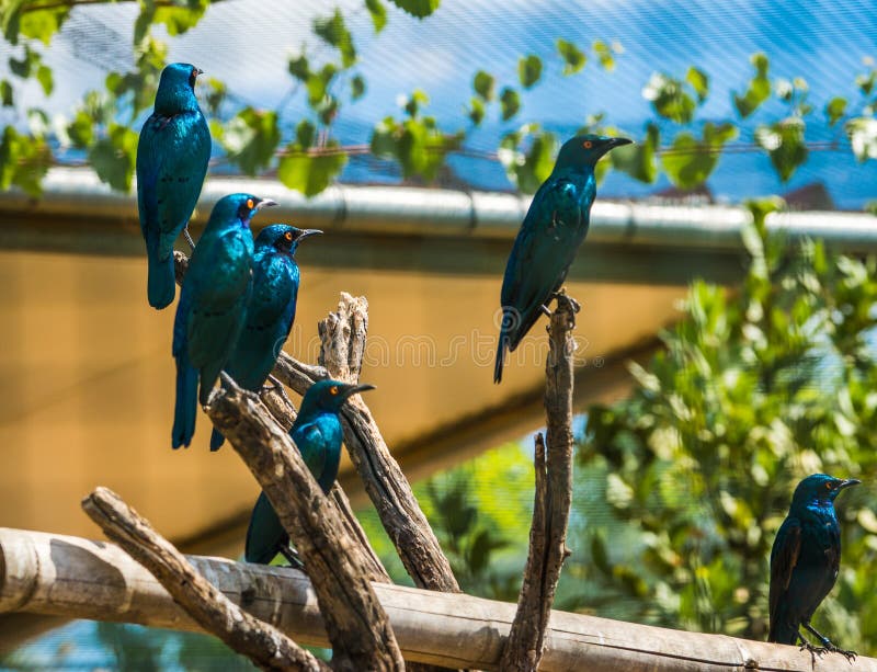 Brilliant Blue Bird on a Tree Branch Stock Image - Image of bird ...