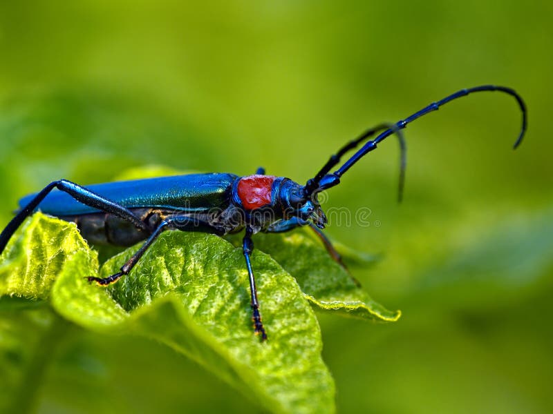 The Brilliant Blue Bug on Green Background Stock Photo - Image of large ...