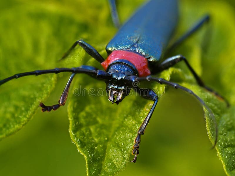 The Brilliant Blue Bug on Green Background Stock Photo - Image of ...