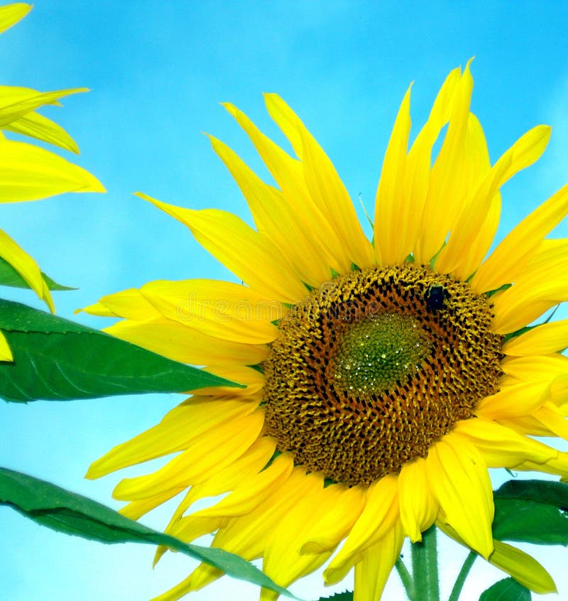 Brilliant Colorful Sunflower Stock Photo - Image of close, yellow: 11971784