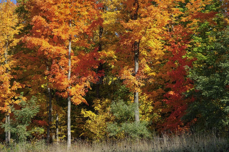 Brilliant Colors Adorn Autumn Foliage in New England. Stock Photo ...