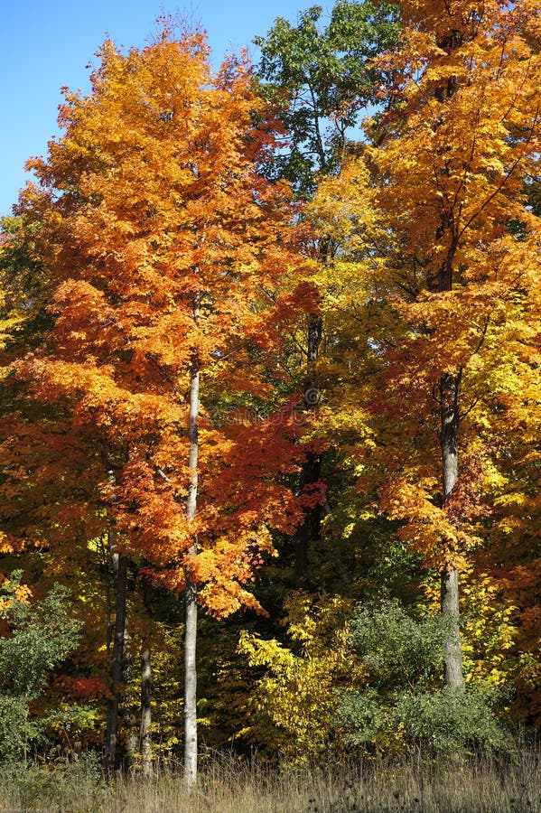 Brilliant Colors of Autumn Foliage Brighten New England, USA. Stock ...
