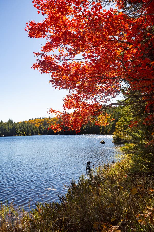 Brilliant Foliage of a Red Maple Tree on Lake Solitude Stock Image ...