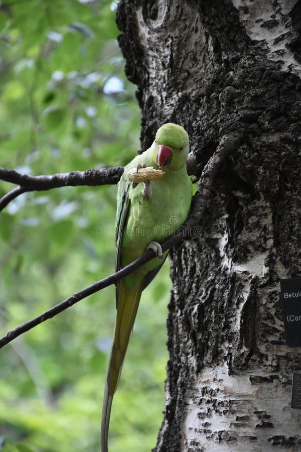 Brilliant Green Parrot Eating a Peanut in a Tree Stock Image - Image of ...