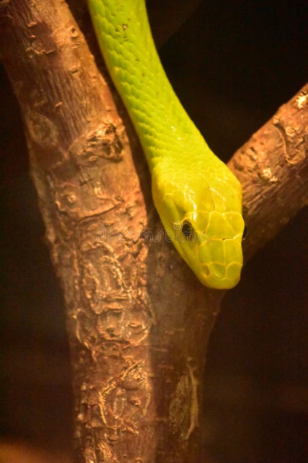 Brilliant Green Tree Snake Sliding Down a Tree Stock Image - Image of ...