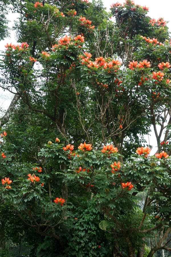 Red Orange Tall Flowering Tree Stock Image - Image of leaf, compound ...