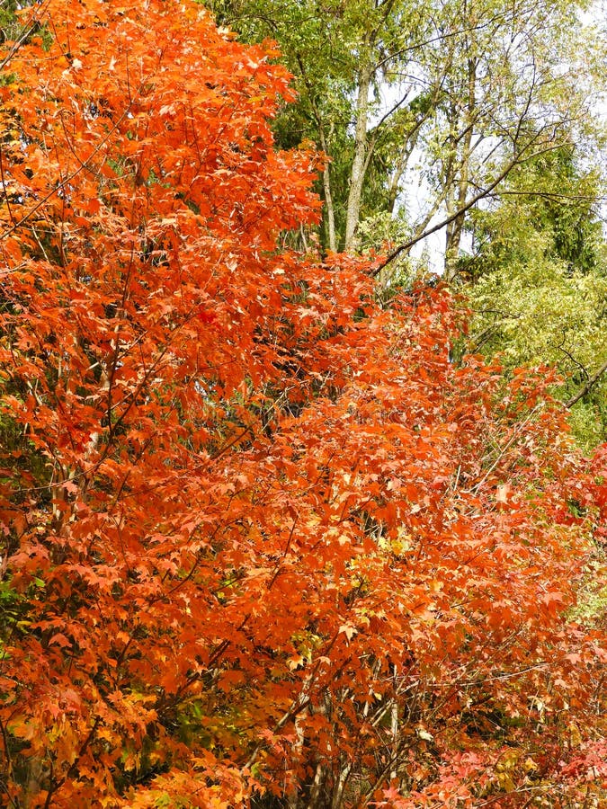 Brilliant Orange Tree Colors during NYS Fall Season Stock Image - Image ...