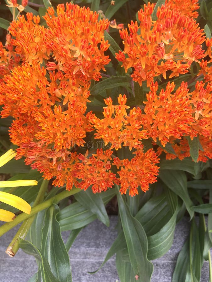 Brilliant orange flowers stock image. Image of washington - 94532769