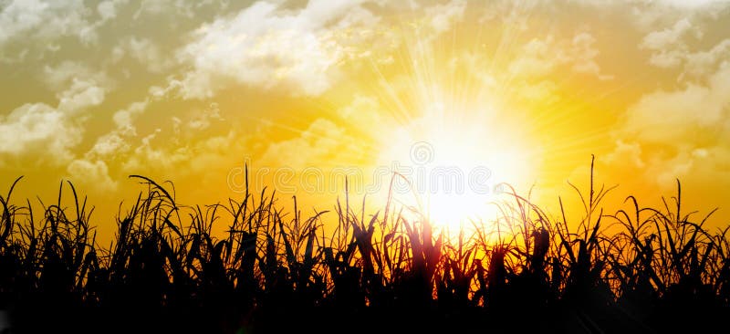 Brilliant Orange Sunrise Over a Corn Field Stock Image - Image of ...