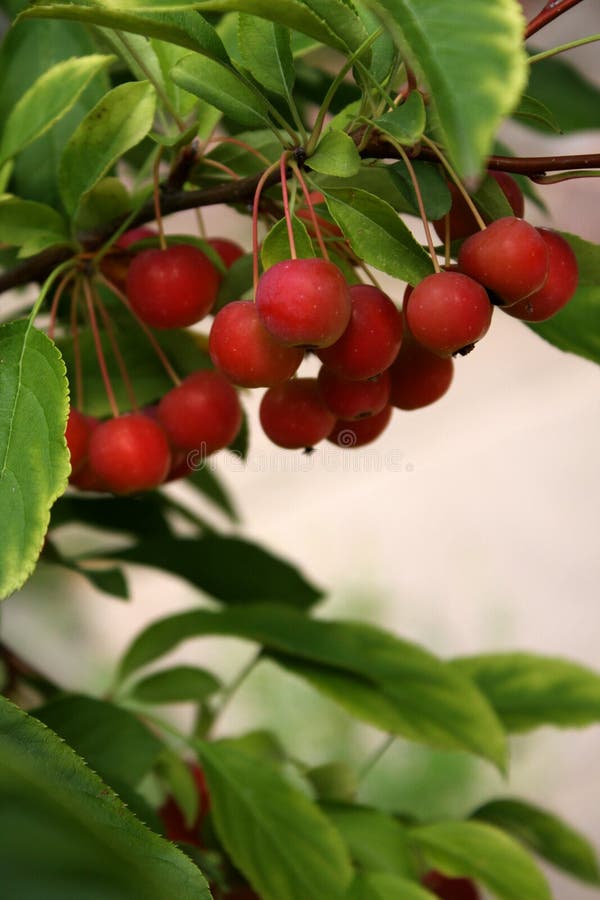 Brilliant Red Cherries on a Cherry Tree in Early Fall Stock Image ...