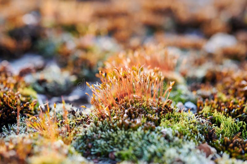 Brilliant Red Dung Moss Splachnum Rubrum Stock Image - Image of flower ...