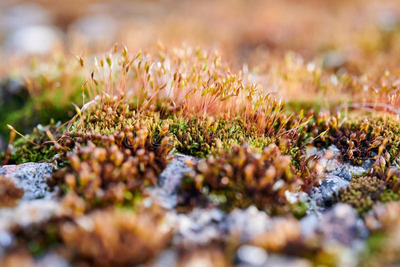 Brilliant Red Dung Moss Splachnum Rubrum Stock Photo - Image of ...