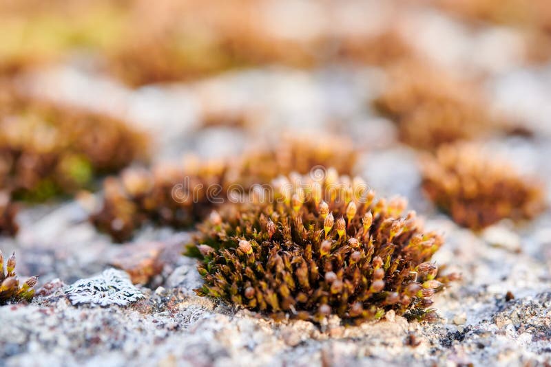 Brilliant Red Dung Moss Splachnum Rubrum Stock Image - Image of closeup ...