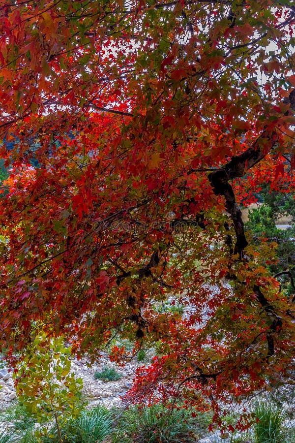 Striking Red Maple Foliage in Texas. Stock Image - Image of clear ...