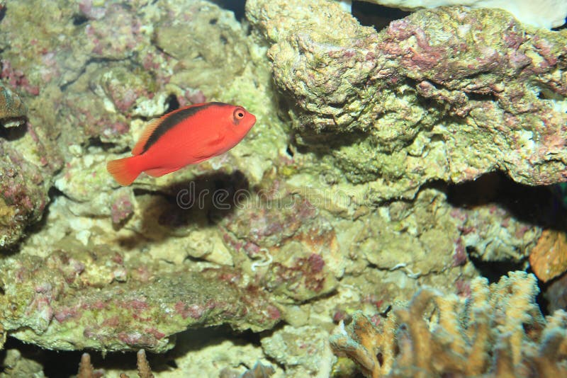 Pixy Red Spotted Hawkfish - Cirrhitichthys Oxycephalus Stock Photo ...
