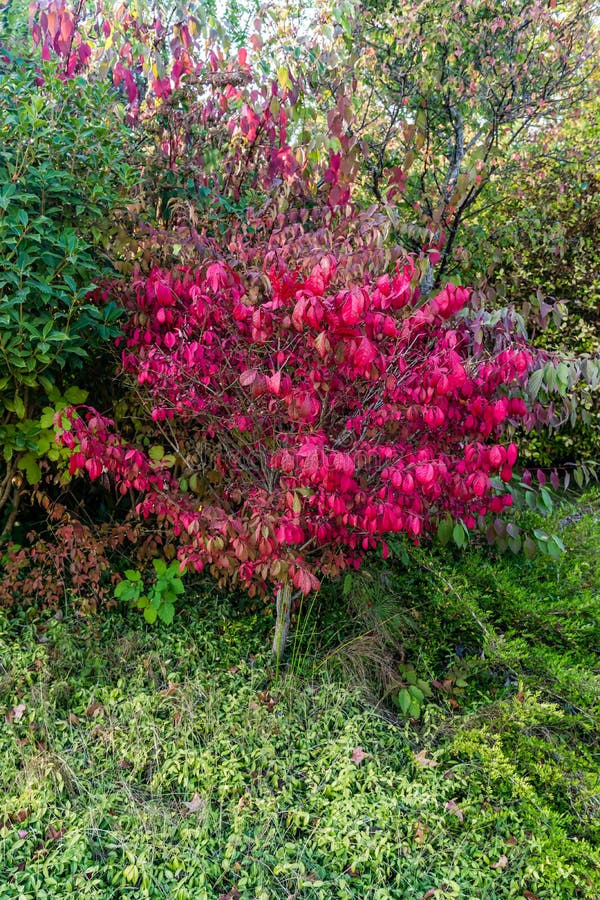 Fall Red Tree Leaves stock image. Image of tree, seattle - 260062461
