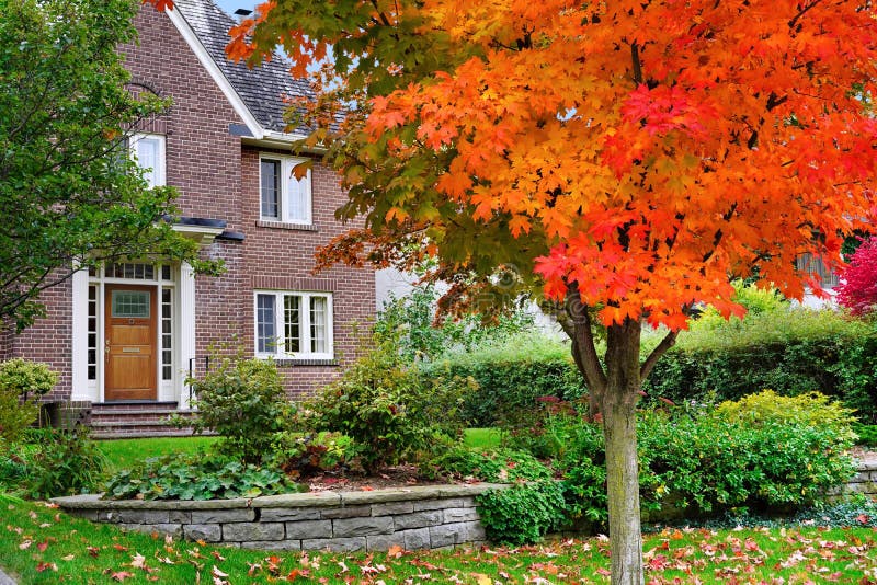 Brilliant Red Maple Tree in Fall Stock Photo - Image of maple, yellow ...