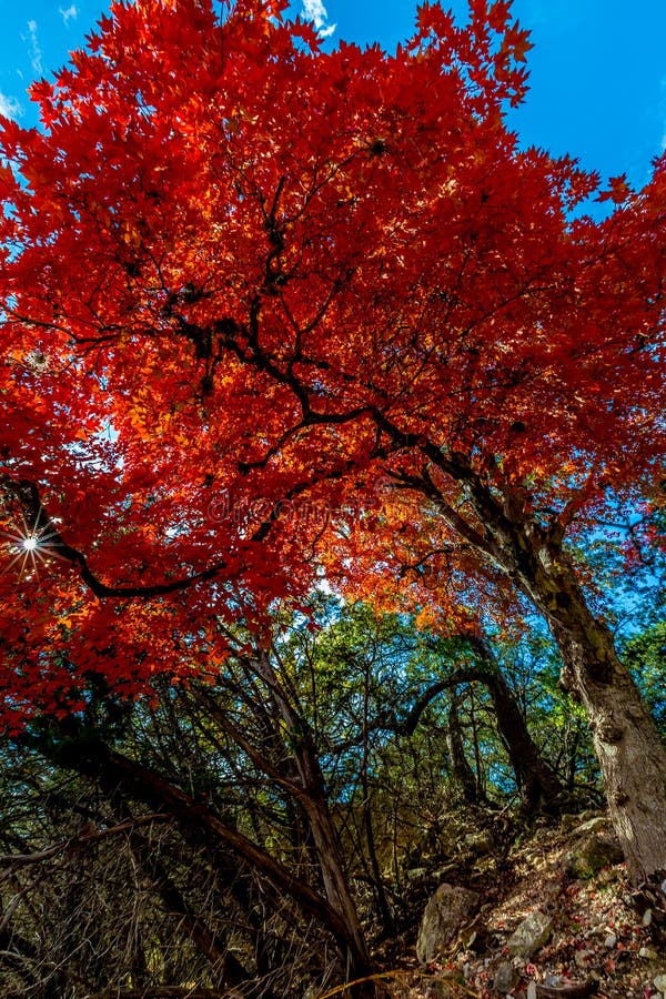 Brilliant Red Maple Tree at Lost Maples State Park, Texas Stock Image ...