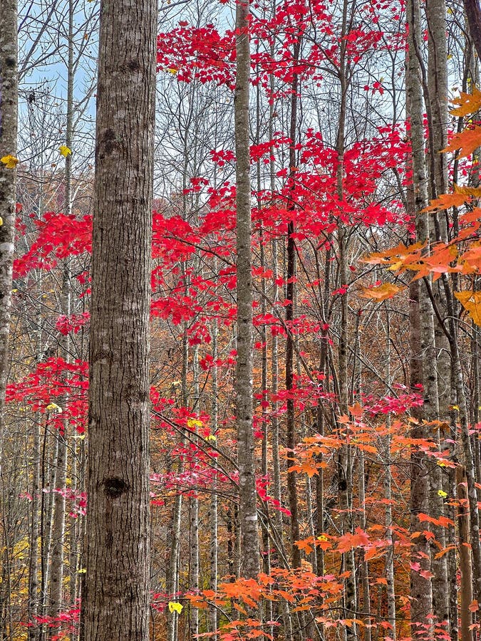 Brilliant Red Maple Trees in Pisgah National Forest, NC Stock Photo ...