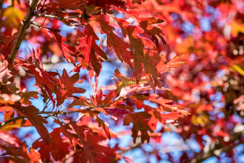 Brilliant Red Oak Leaves in Fall Stock Photo - Image of leaves, nature ...