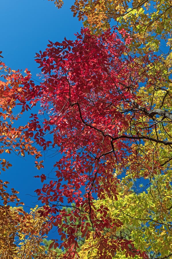 Brilliant Reds in the Fall Canopy Stock Photo - Image of landscape ...