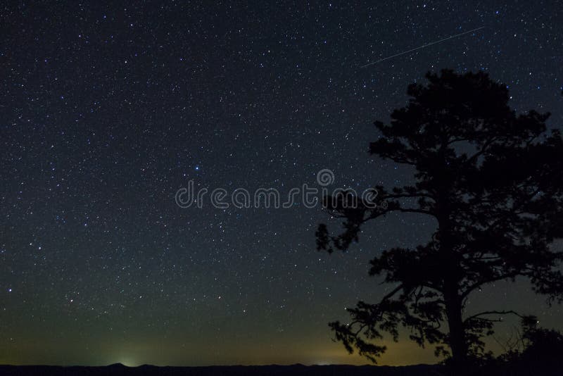 A Brilliant Shooting Star Soaring Over a Towering Pine Tree Stock Image ...